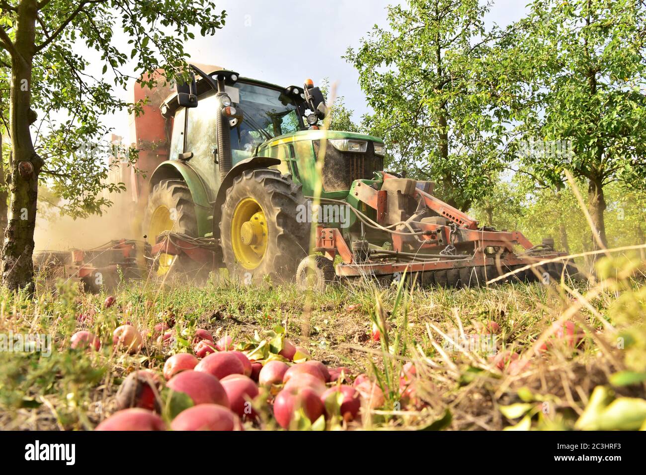 modern apple harvest with a harvesting machine on a plantation with ...