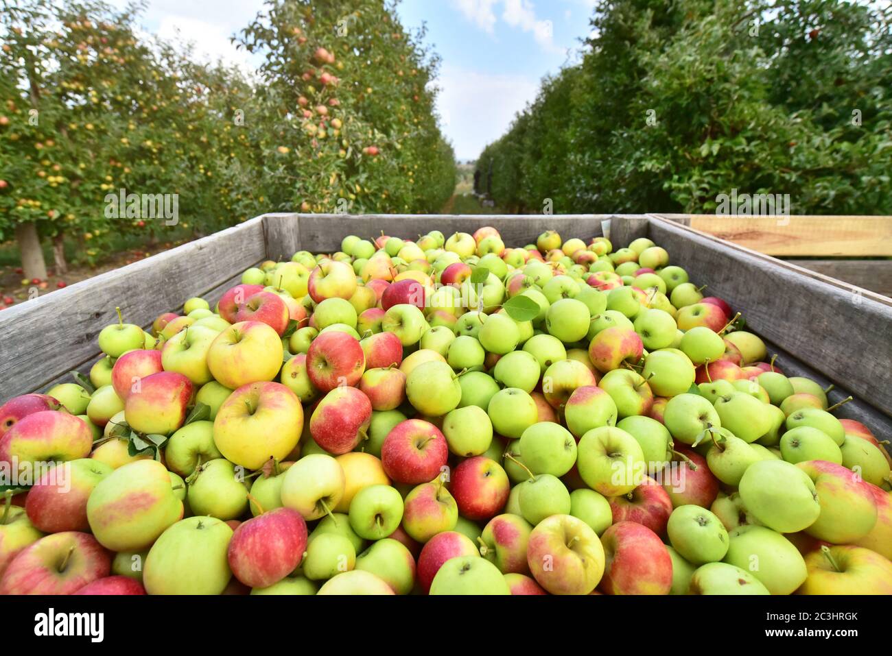 apple harvest - crates of fresh apples for transport and sale Stock ...