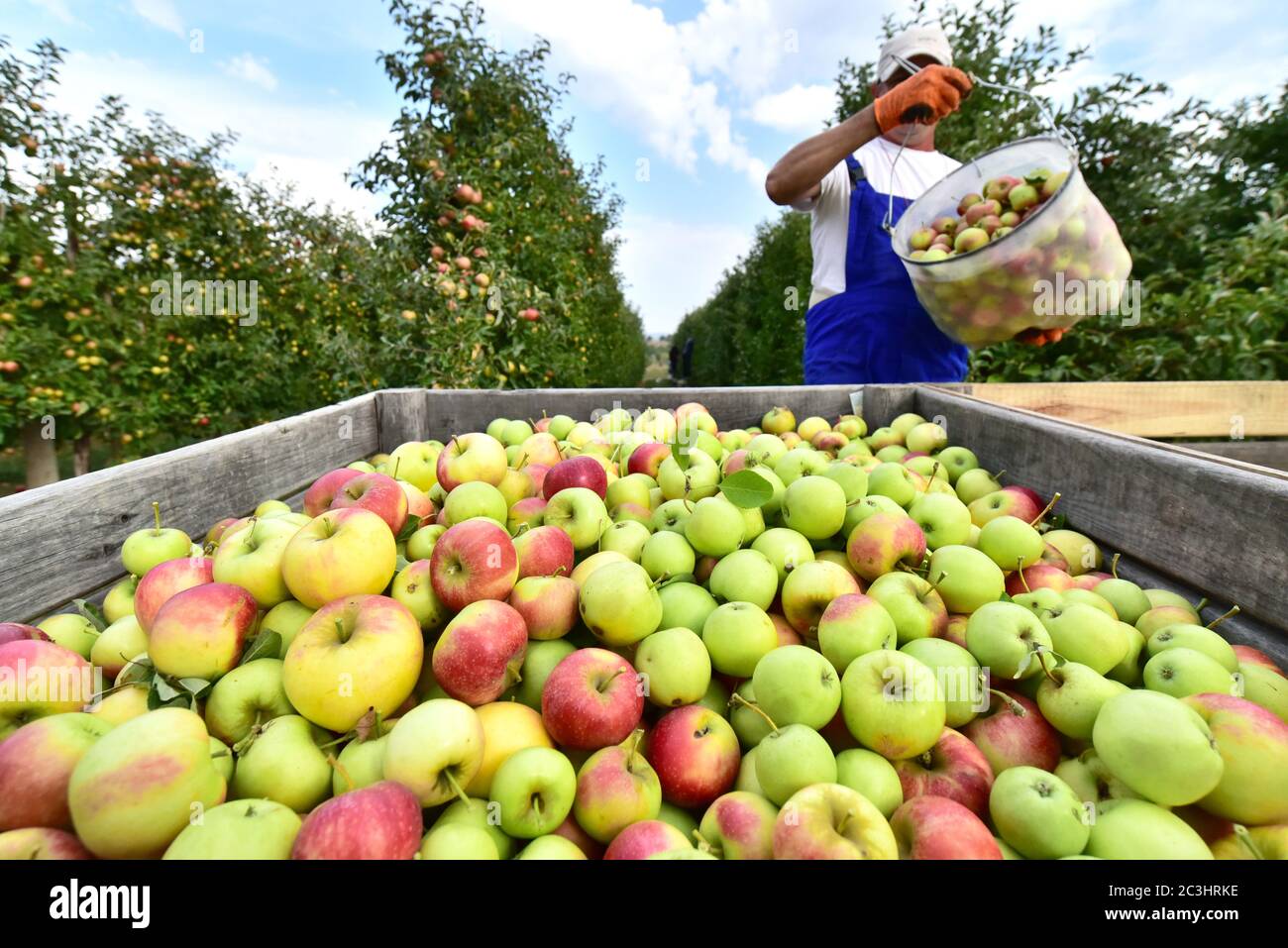 Plantation of fruit trees hi-res stock photography and images - Alamy