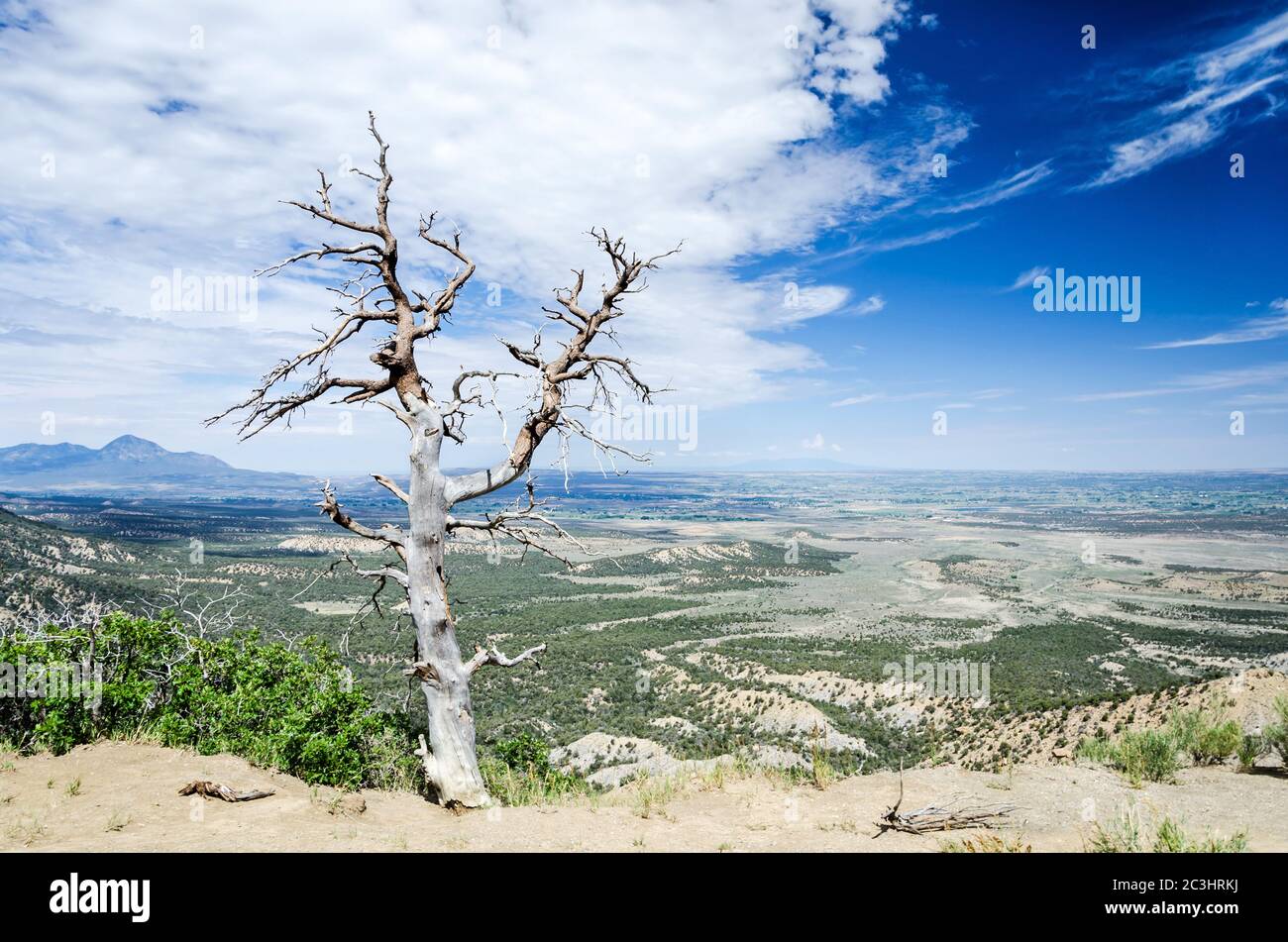 Withered tree hi-res stock photography and images - Alamy
