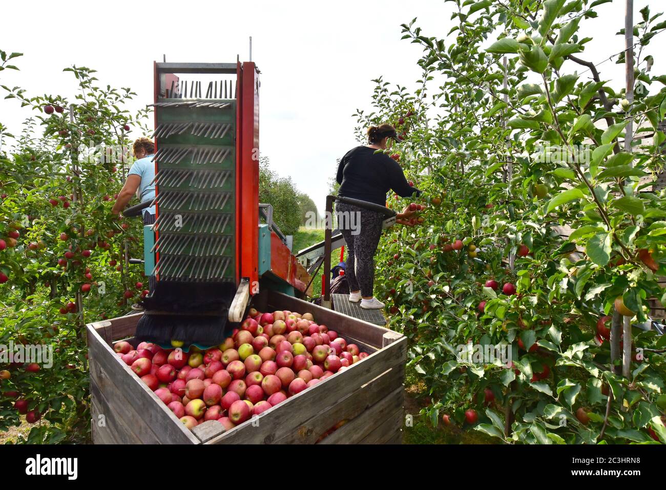 Apple harvesting - workers on a modern machine harvest apples on the ...