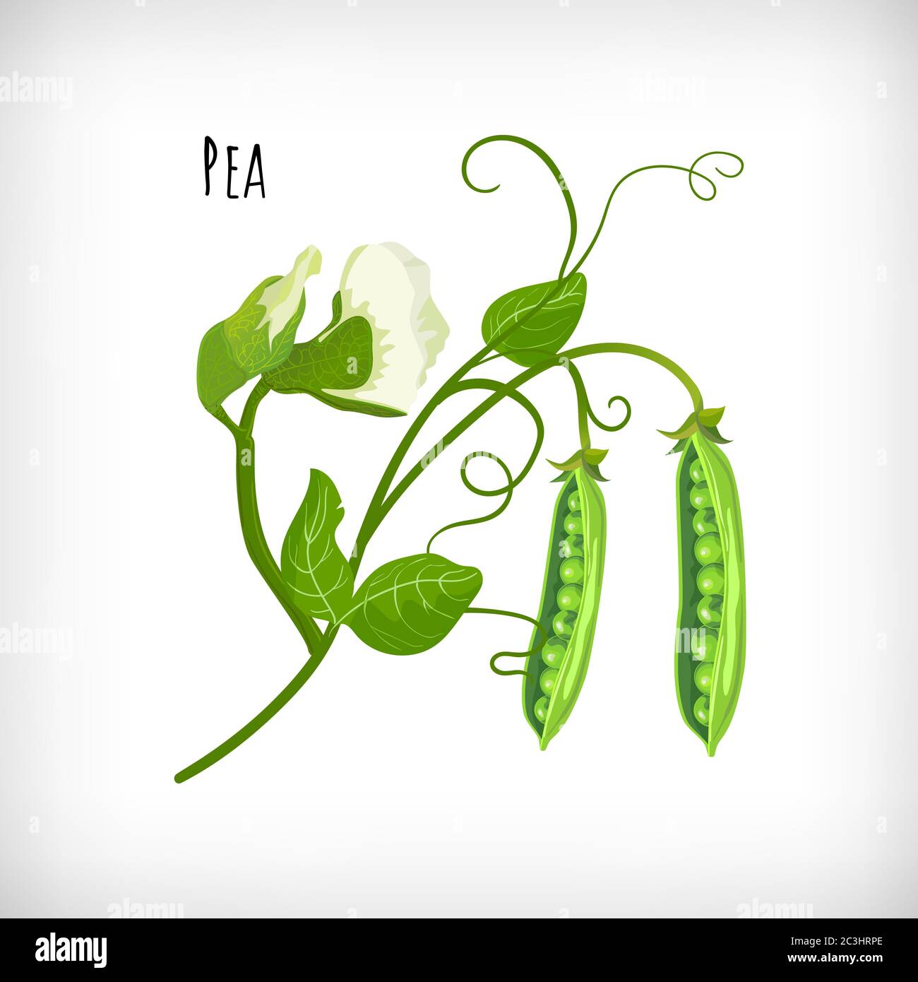 Pea plant drawing hi-res stock photography and images - Alamy