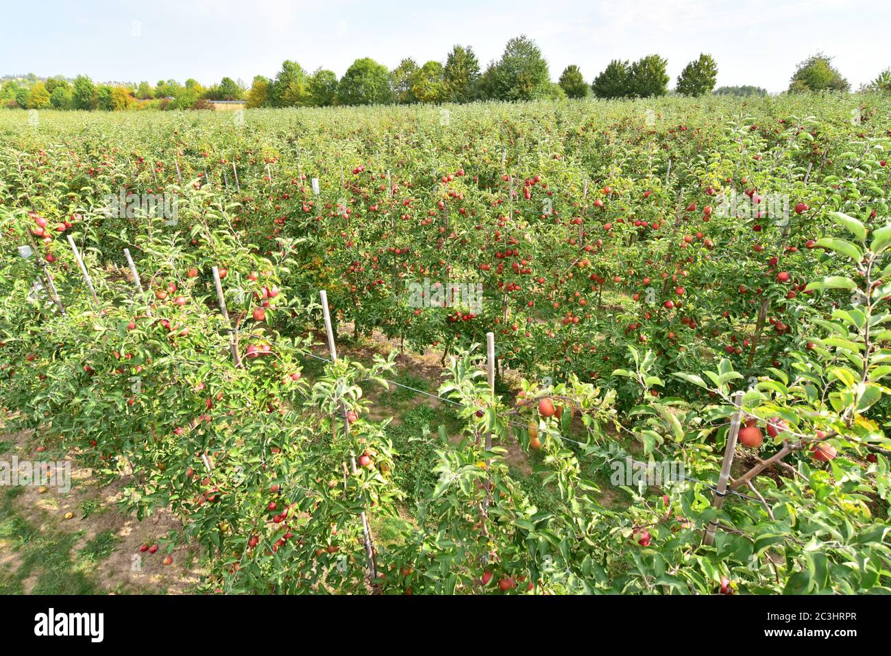 apple trees on a plantation - fruit growing and harvesting Stock Photo ...