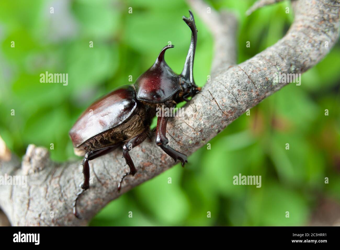 Japanese Horned Beetle