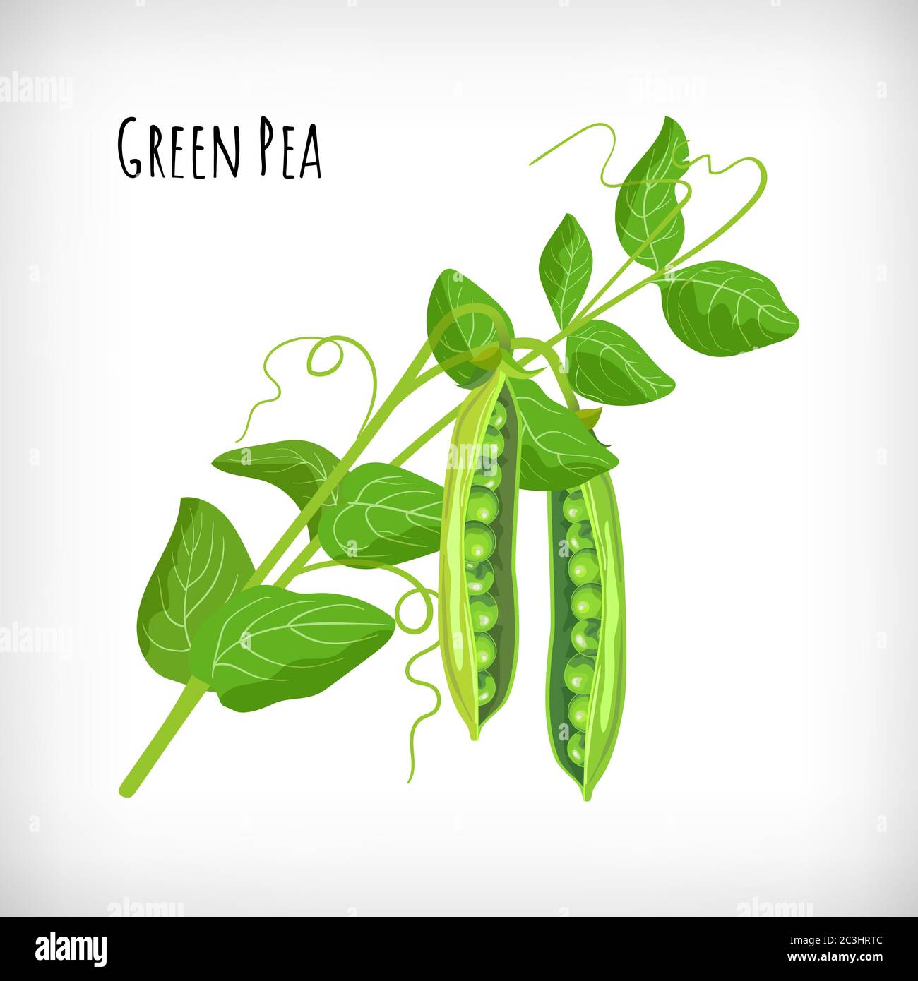 Pea Seedling Diagram