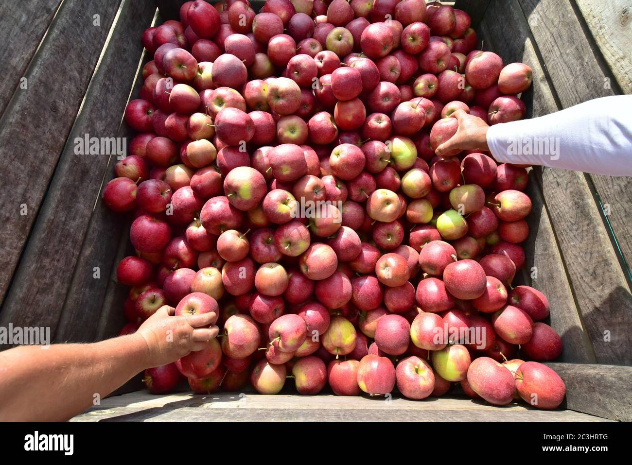 apple harvest - crates of fresh apples for transport and sale Stock ...