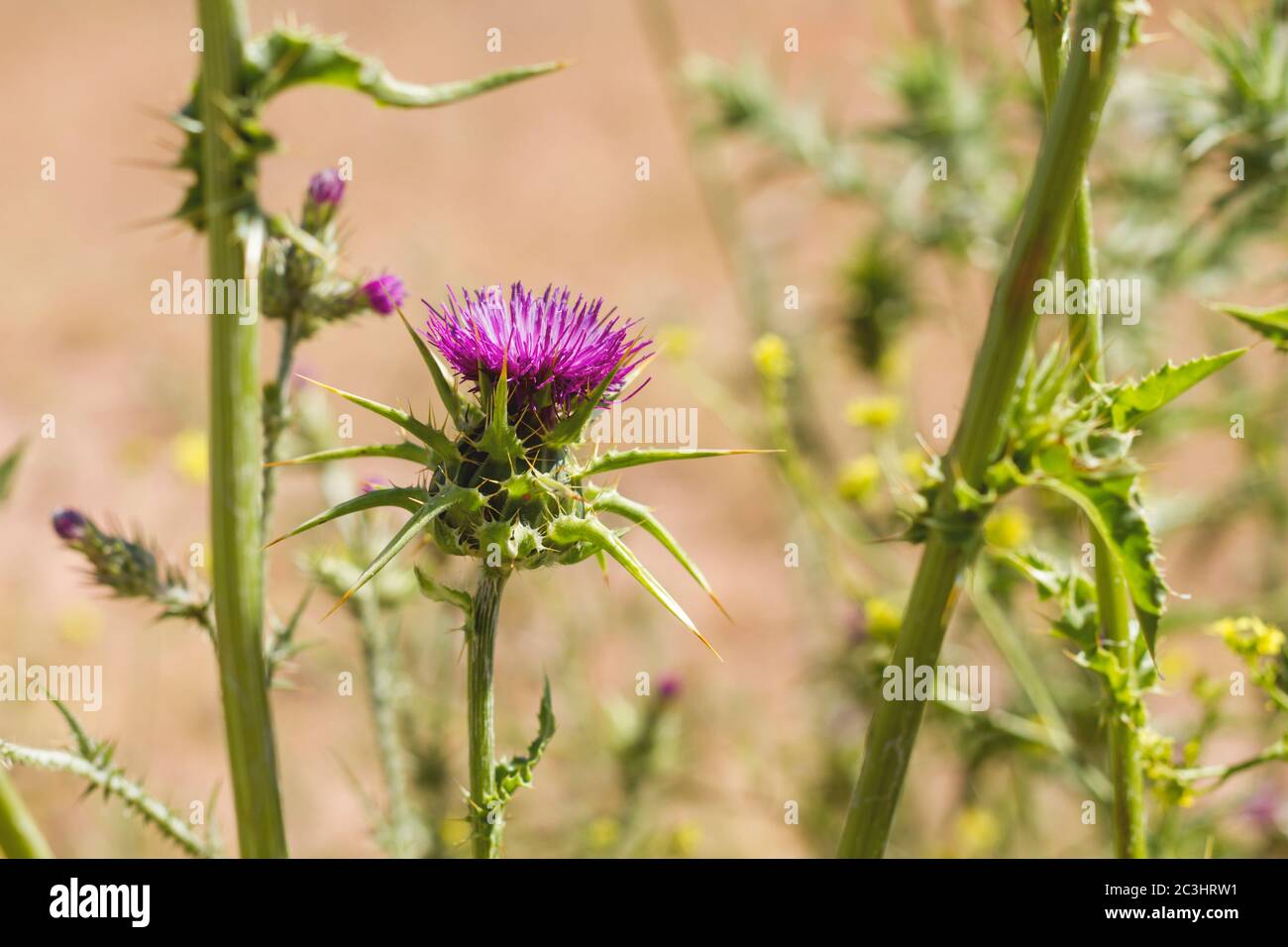 Common thistle purple flowers Stock Photo - Alamy