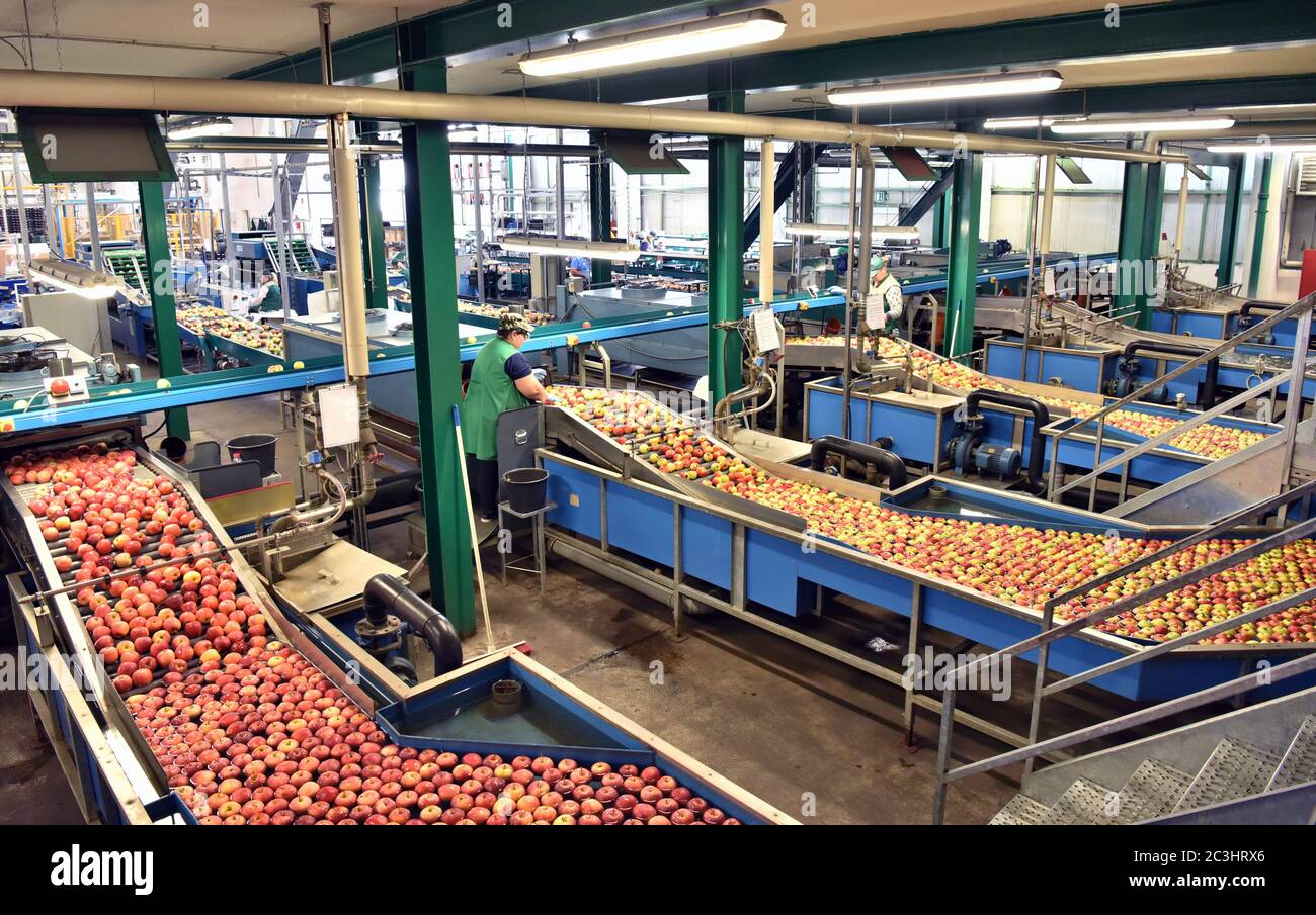 transport of freshly harvested apples in a food factory for sale Stock ...