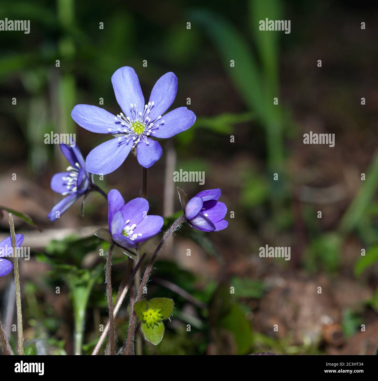 Blue Anemone in the dark wood, fuzzy background Stock Photo - Alamy