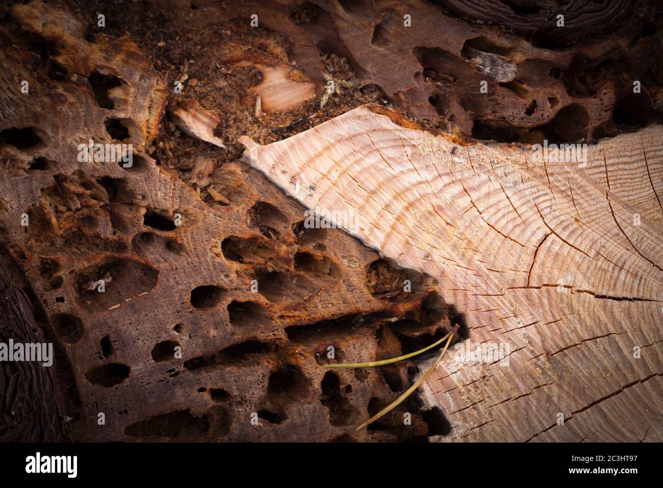 Chain sawed wood surface hi-res stock photography and images - Alamy