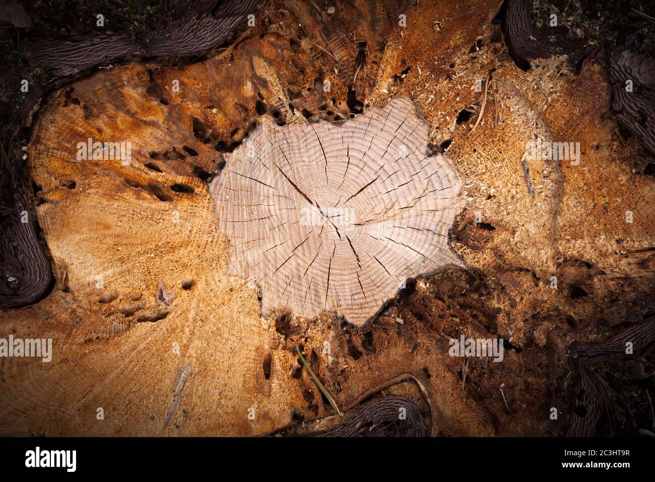 Chain sawed wood surface hi-res stock photography and images - Alamy