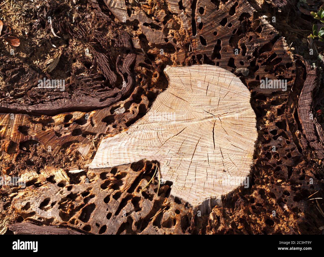 Closeup, macro of a sawn tree trunk, hard core. Rough texture and ...