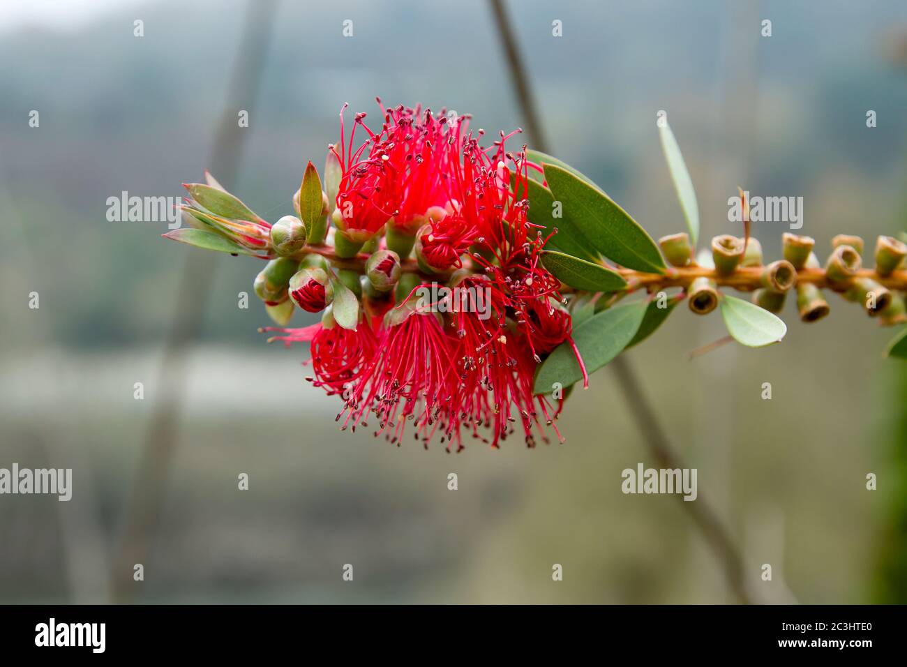 Mimosa persian silk tree albizia hi-res stock photography and images ...