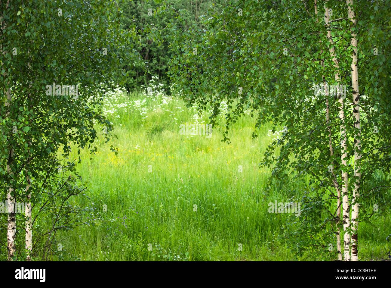 Birch grove hi-res stock photography and images - Alamy