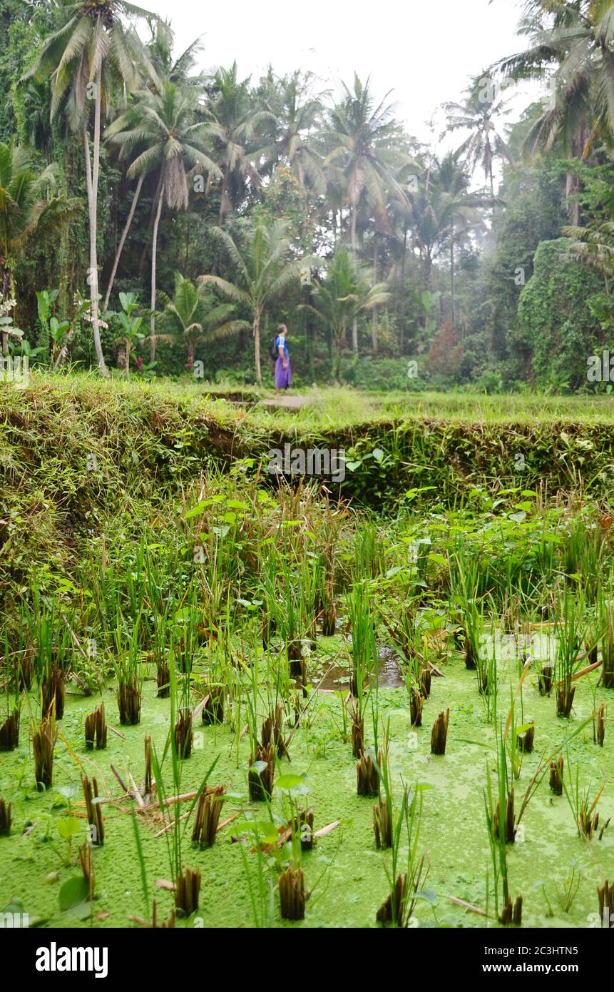 Ubud forest bali rice field hi-res stock photography and images - Alamy