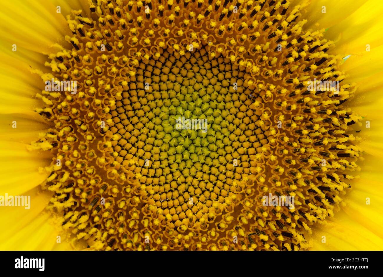 Golden disc florets hi-res stock photography and images - Alamy