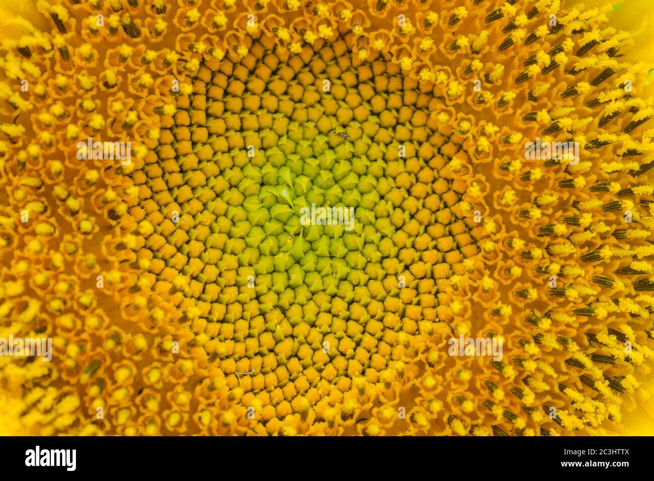 Fibonacci spiral sunflower hi-res stock photography and images - Alamy