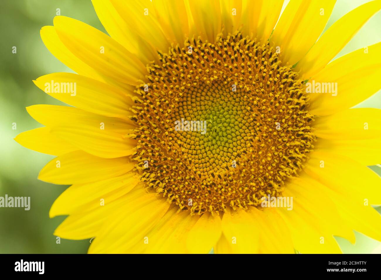 Fibonacci spiral sunflower hi-res stock photography and images - Alamy
