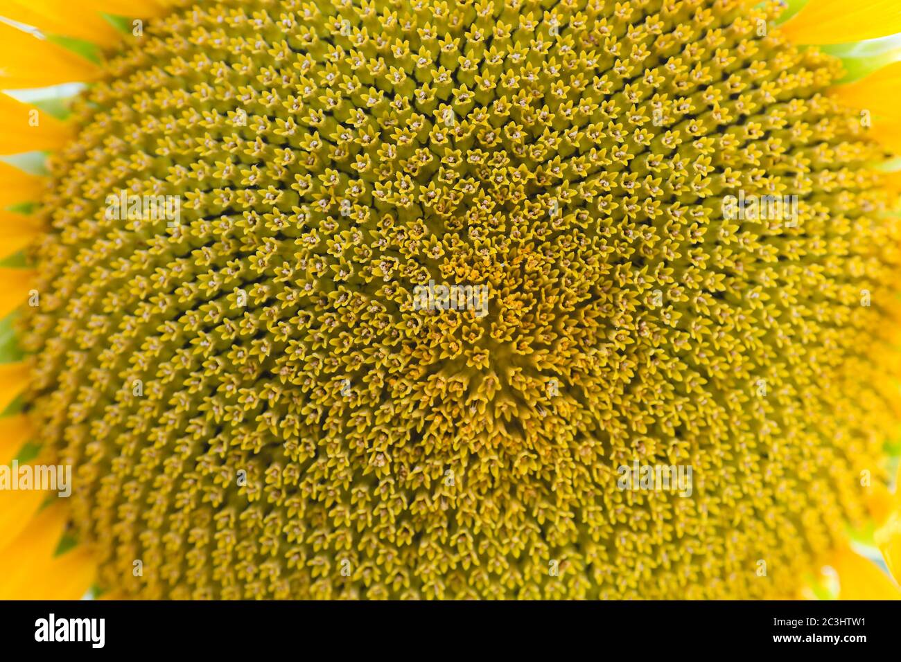 Detail of sunflower flowerhead disc florets Stock Photo - Alamy