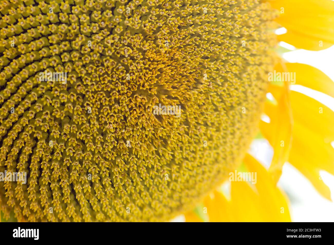 Fibonacci spiral sunflower hi-res stock photography and images - Alamy