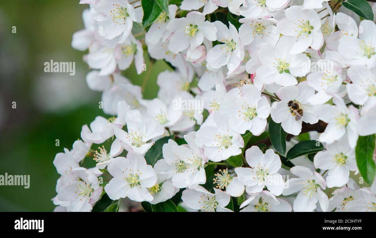 Smart spring flower hi-res stock photography and images - Alamy