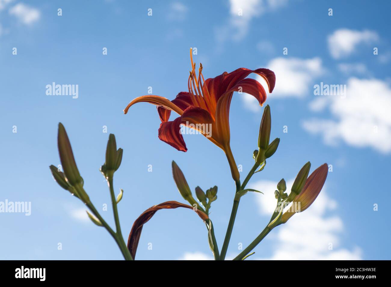 Ecuador flower red hi-res stock photography and images - Alamy