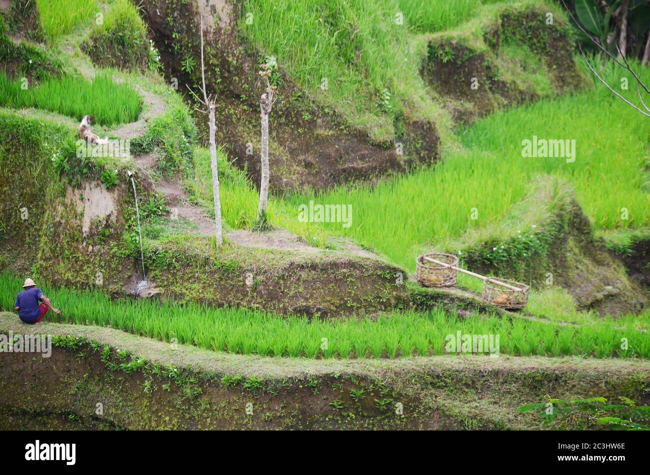 The Tegallalang Rice Terraces in Ubud are famous for their beautiful ...