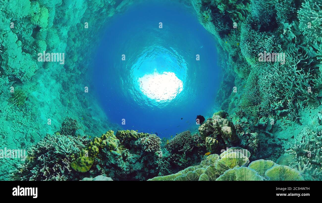 Beautiful underwater landscape with tropical fishes and corals. Life ...