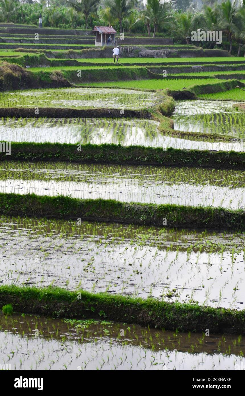 Traditional balinese water paddy plantation at ubud. Subak is the water ...