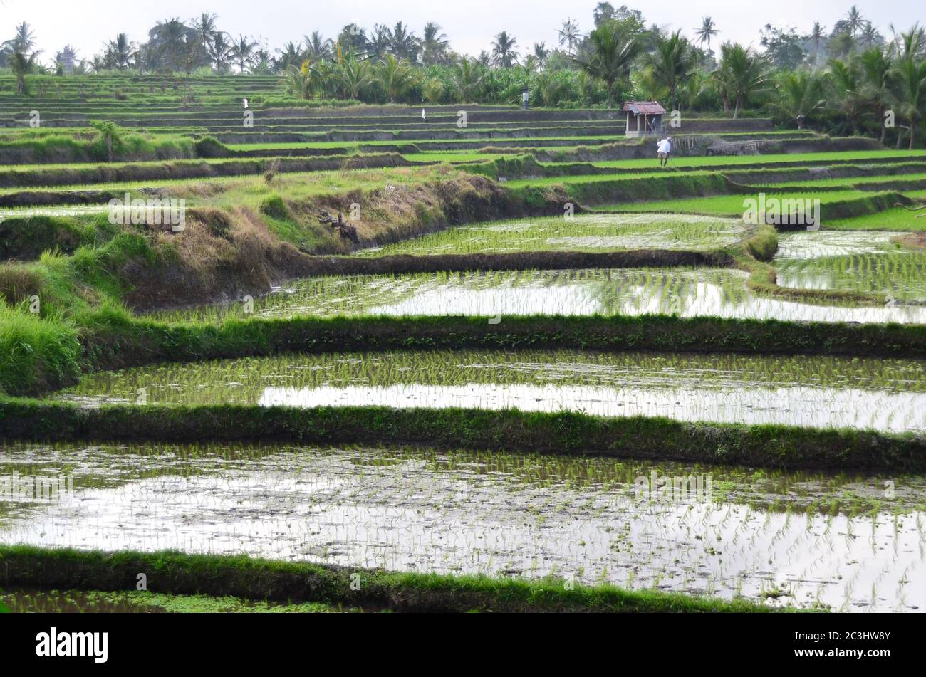 Traditional balinese water paddy plantation at ubud. Subak is the water ...