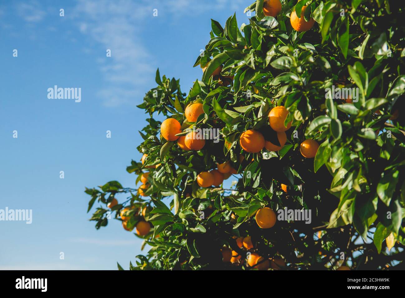 Orange tree with ripening fruits Stock Photo - Alamy
