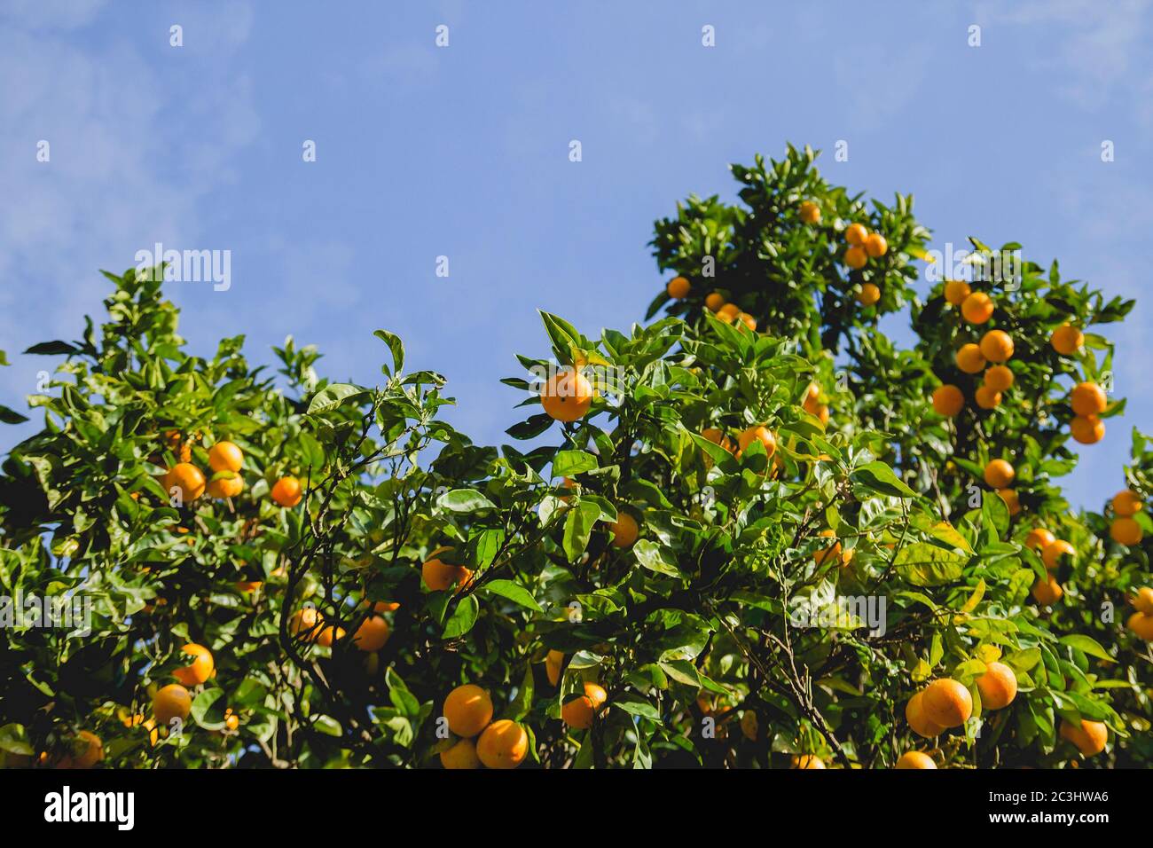 Orange tree with ripening fruits Stock Photo - Alamy