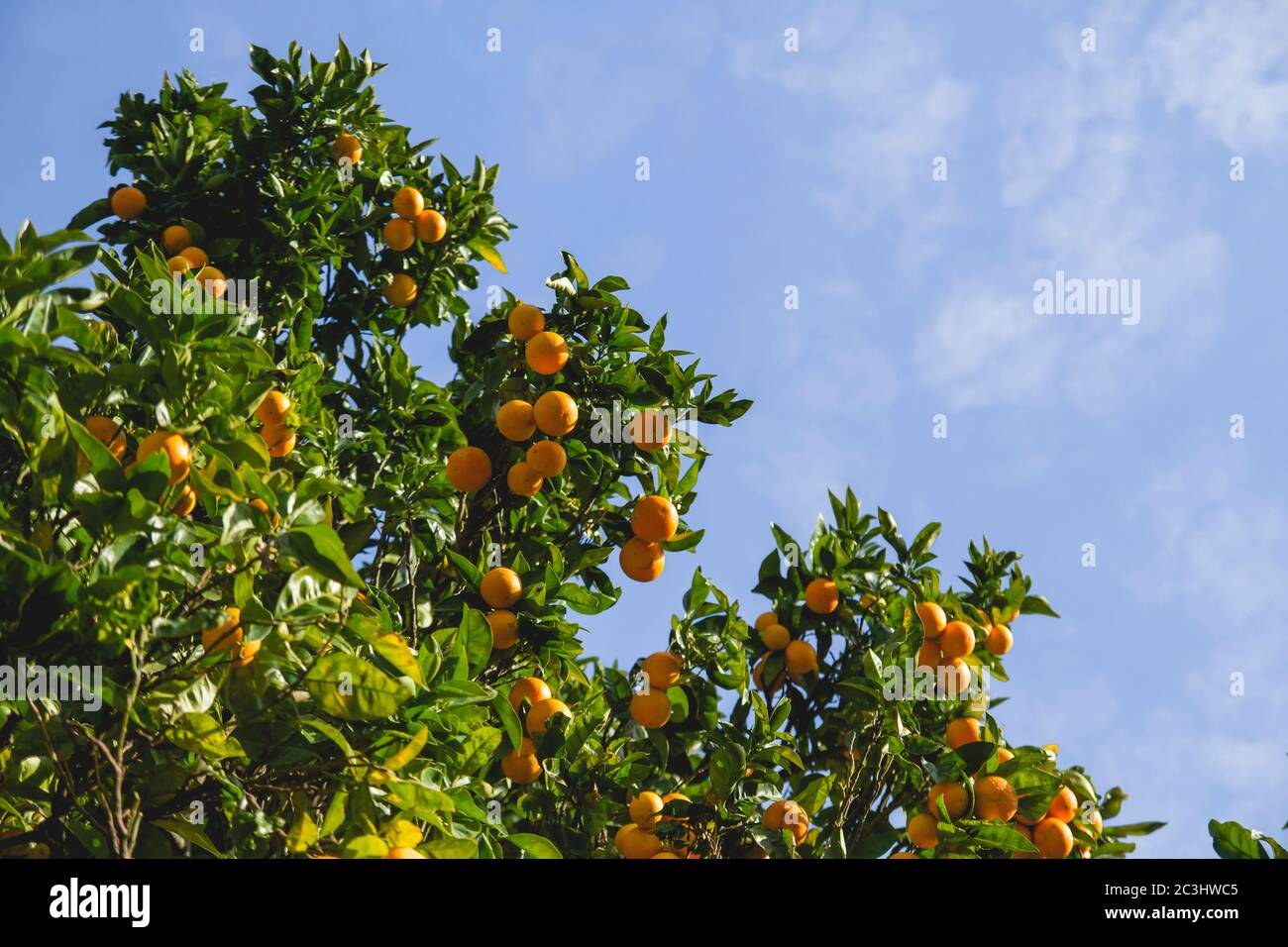 Orange garden ripening fruits hi-res stock photography and images - Alamy