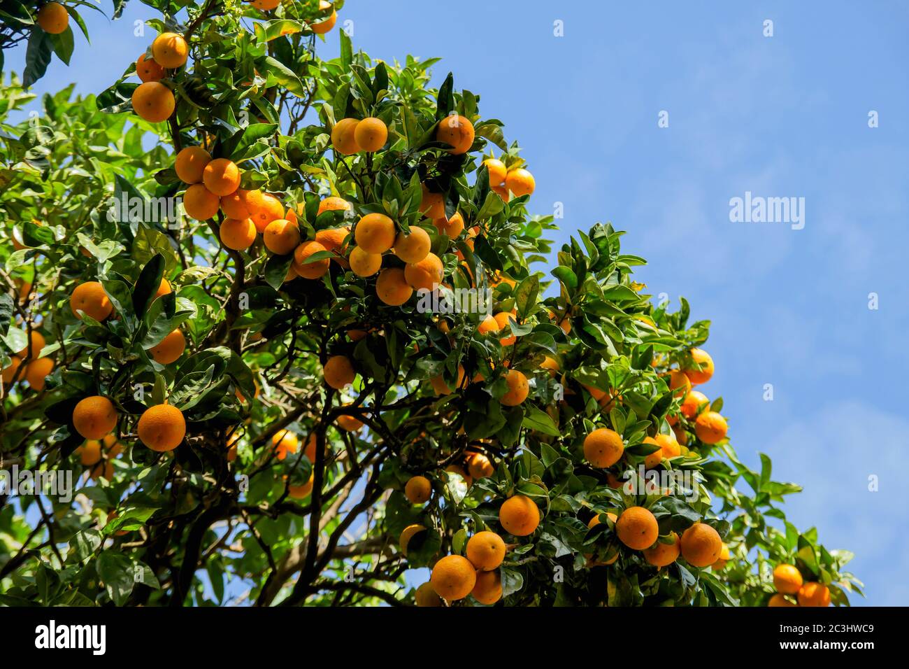 Orange tree with ripening fruits Stock Photo - Alamy