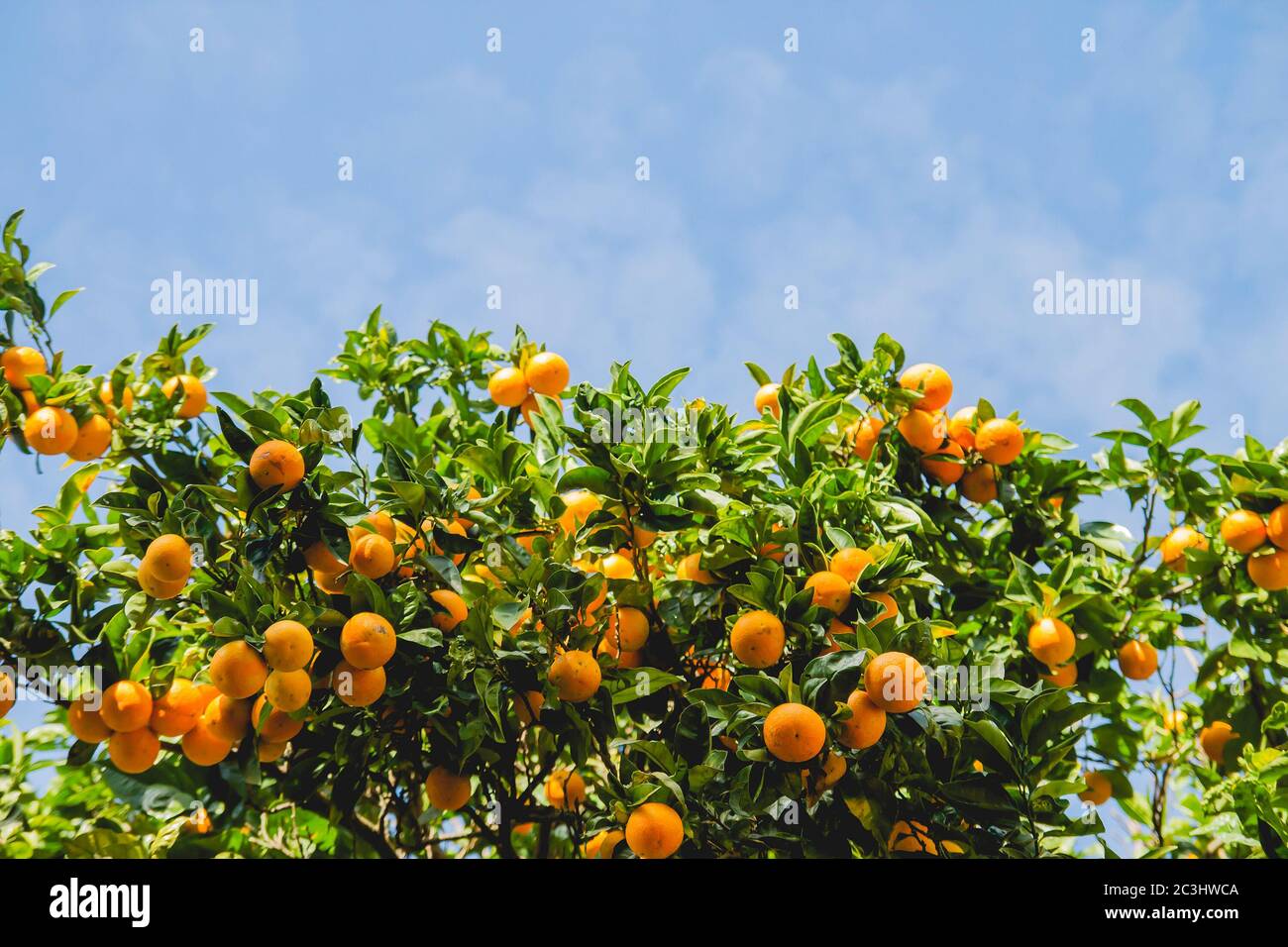 Valencia orange tree hi-res stock photography and images - Alamy