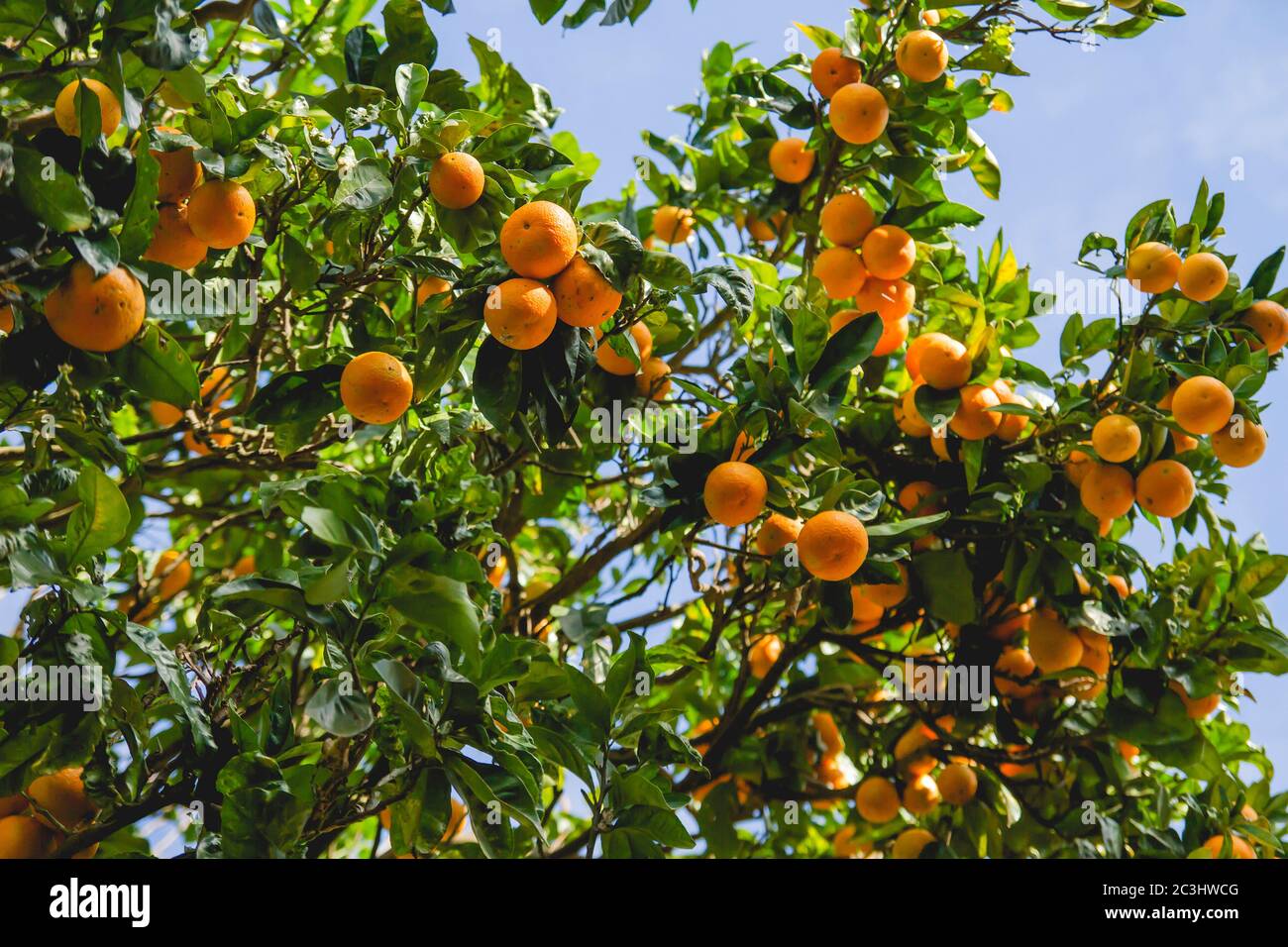 Orange tree with ripening fruits Stock Photo - Alamy