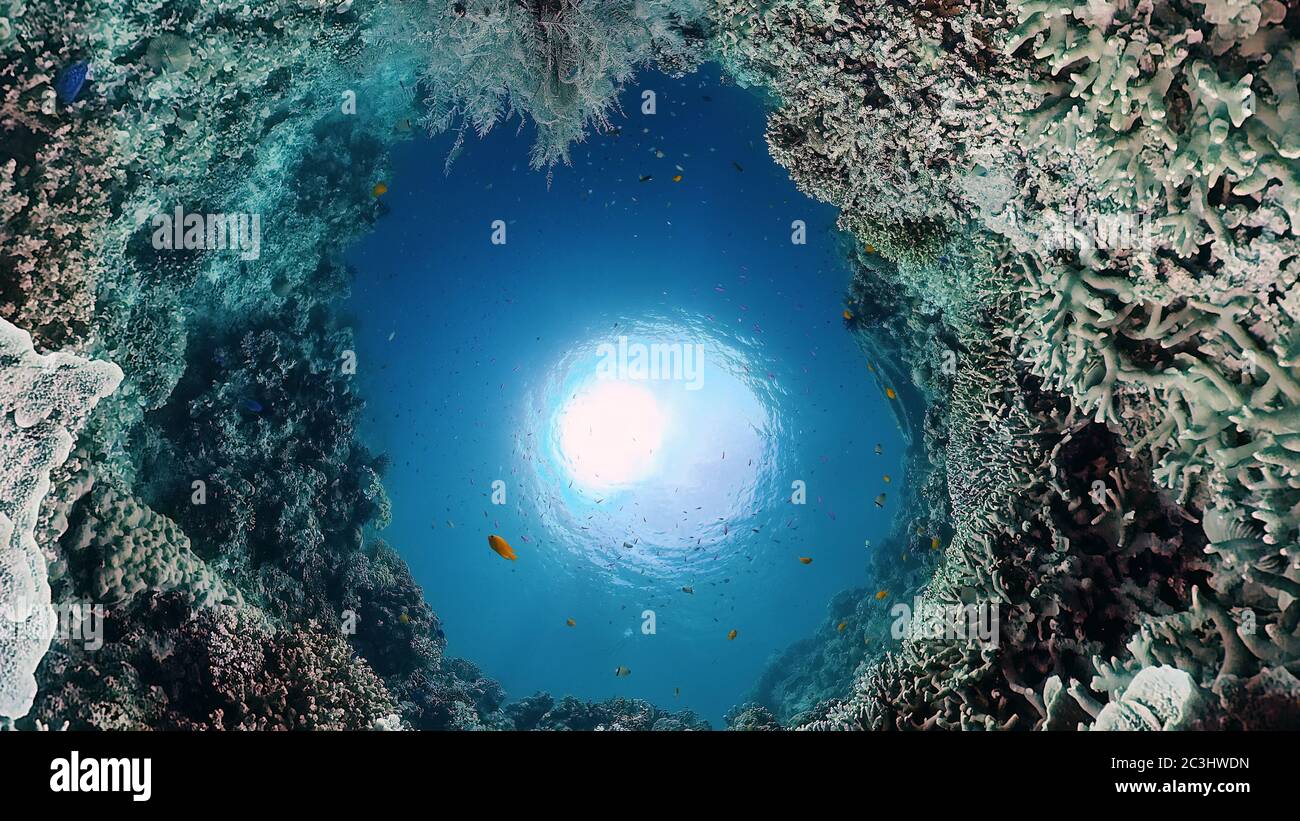 Sealife, Diving near a coral reef. Beautiful colorful tropical fish on ...
