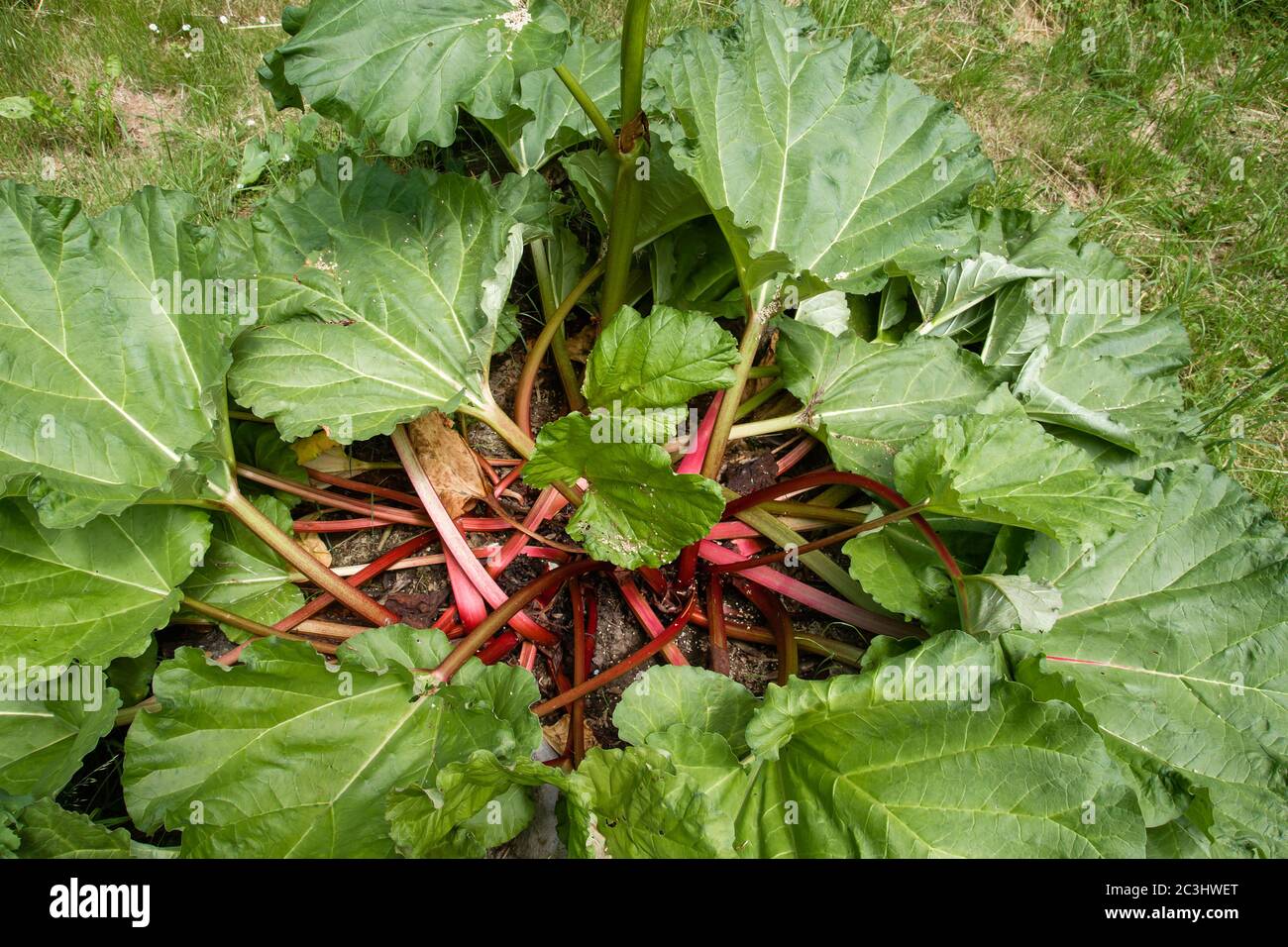 Rhubarb plants with green leaves and red stalks Stock Photo - Alamy
