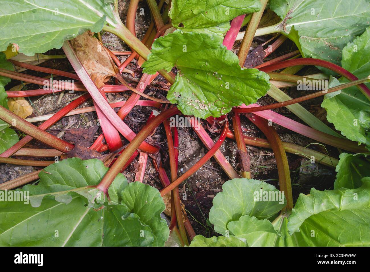 Rhubarb plants with green leaves and red stalks Stock Photo - Alamy