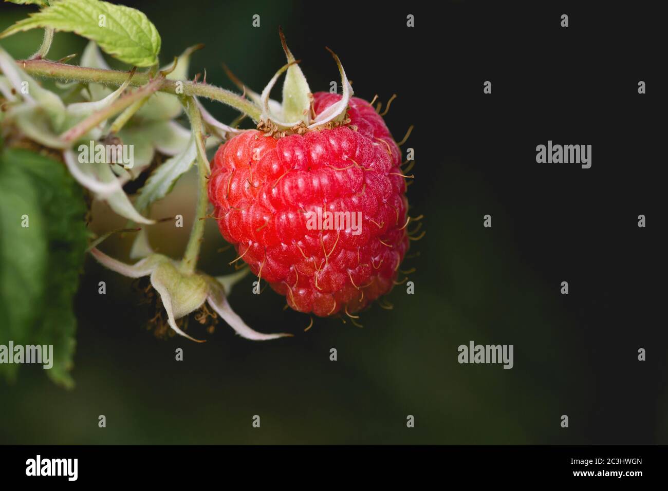 Red raspberries ripening Stock Photo - Alamy