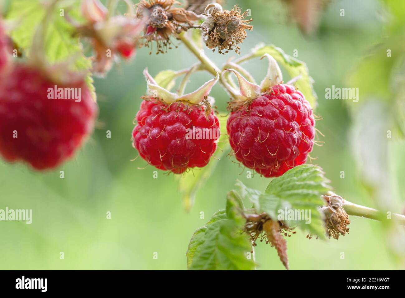 Red raspberries ripening Stock Photo - Alamy