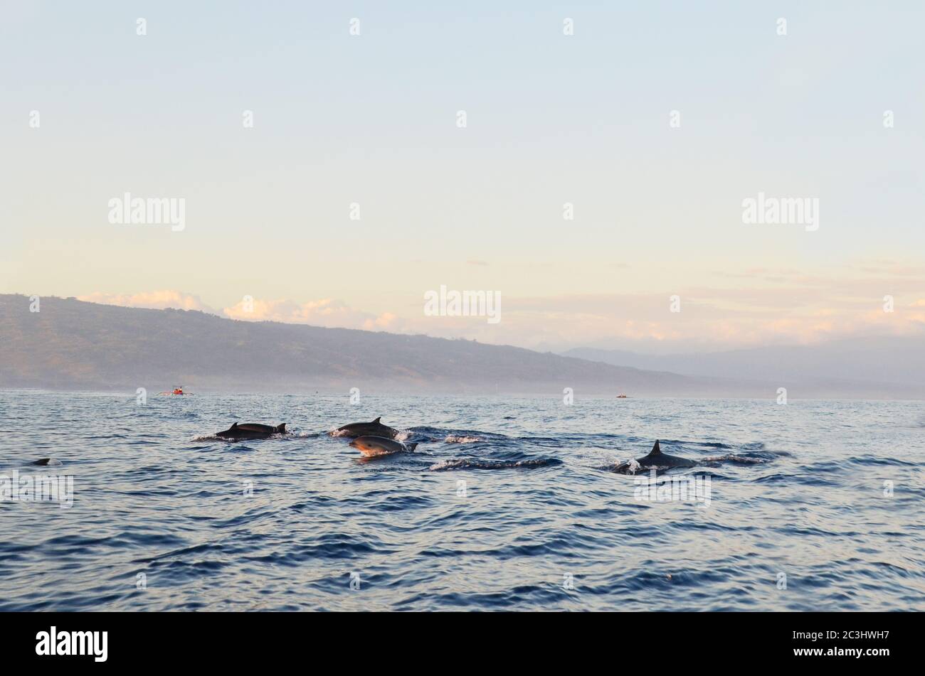 Dolphin watching during the sunrise time at Sanur, Bali. Lovina beach ...