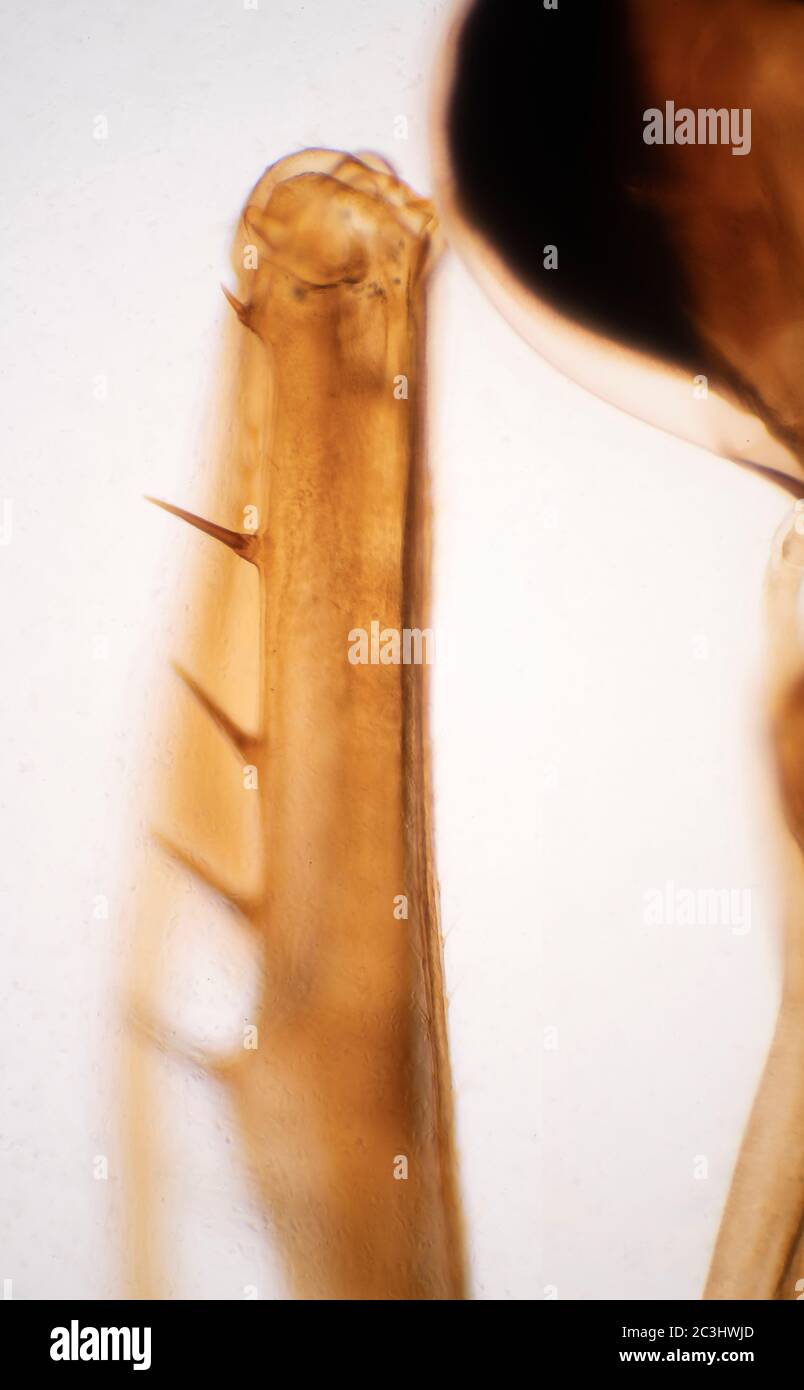 Preying Mantis, detail, microscope view Stock Photo - Alamy