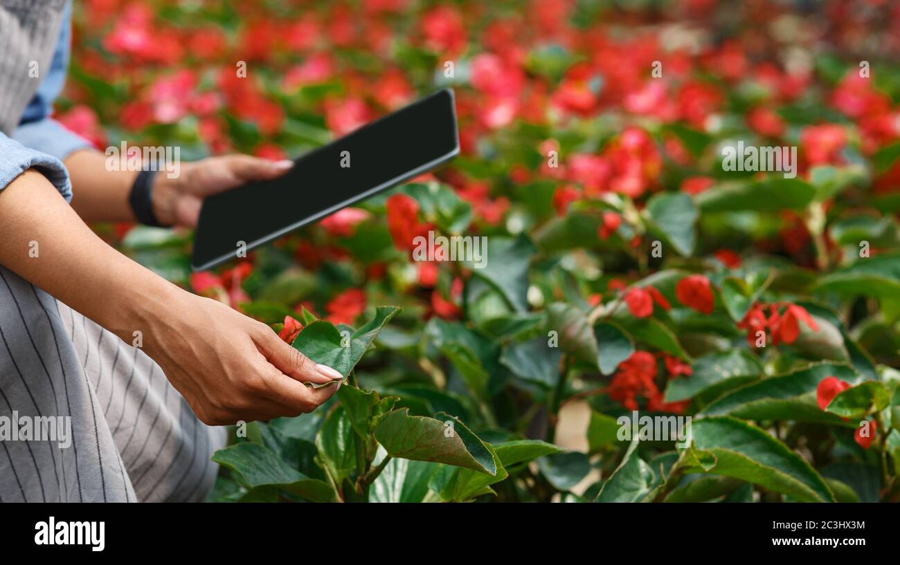 Digital control in orangery. Girl in apron with modern tablet cares for red flowers in ...