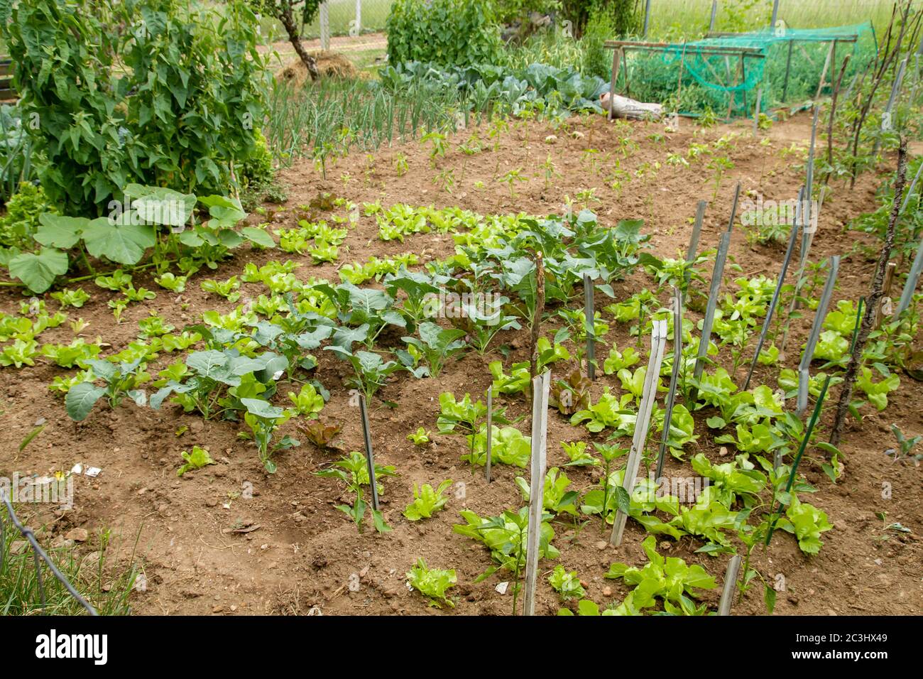 Growing food in vegetable garden Stock Photo - Alamy