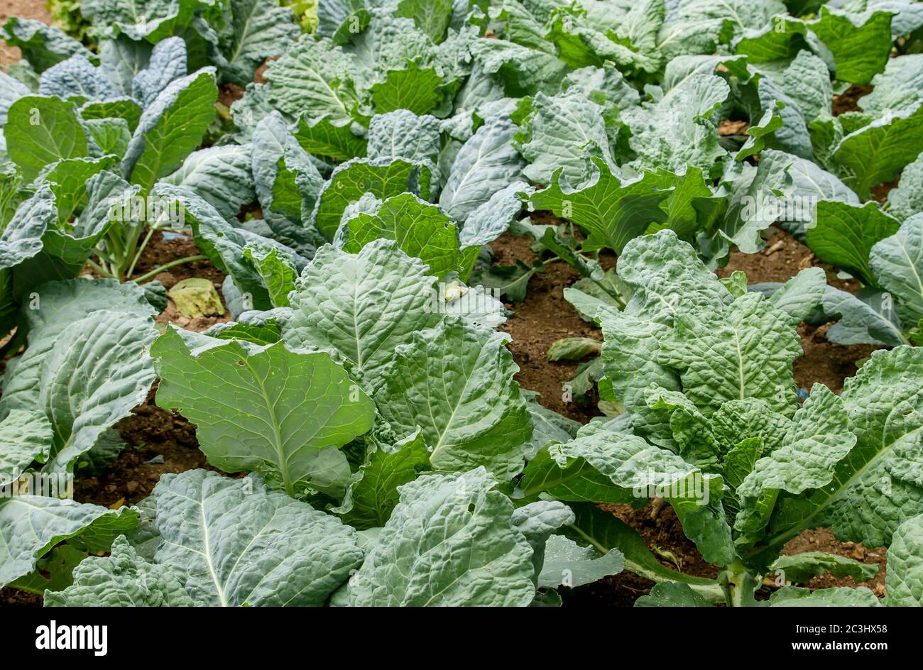 Saboy cabbages growing in the vegetable garden Stock Photo - Alamy