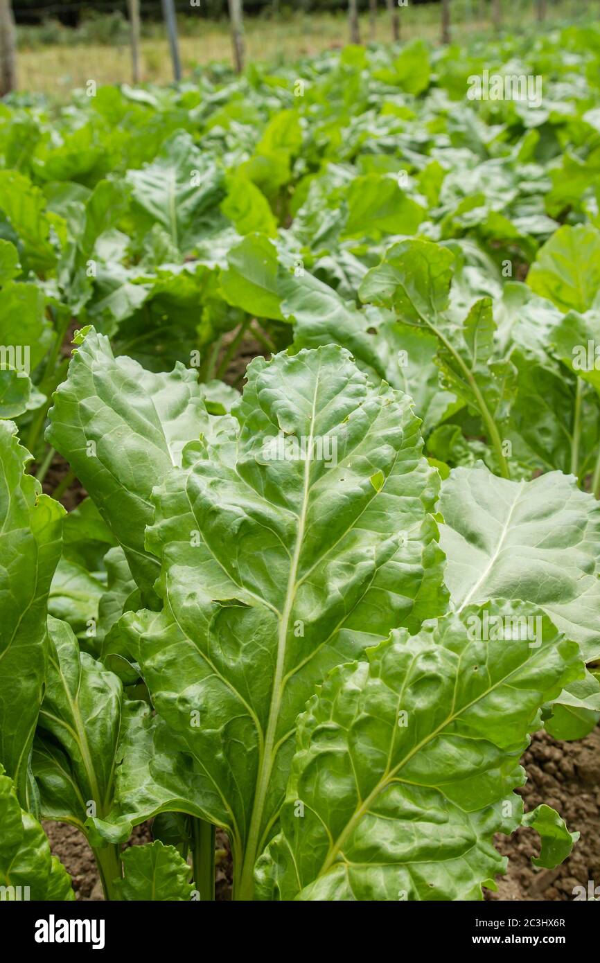 Beta vulgaris or beet plants growing in the vegetable garden Stock ...