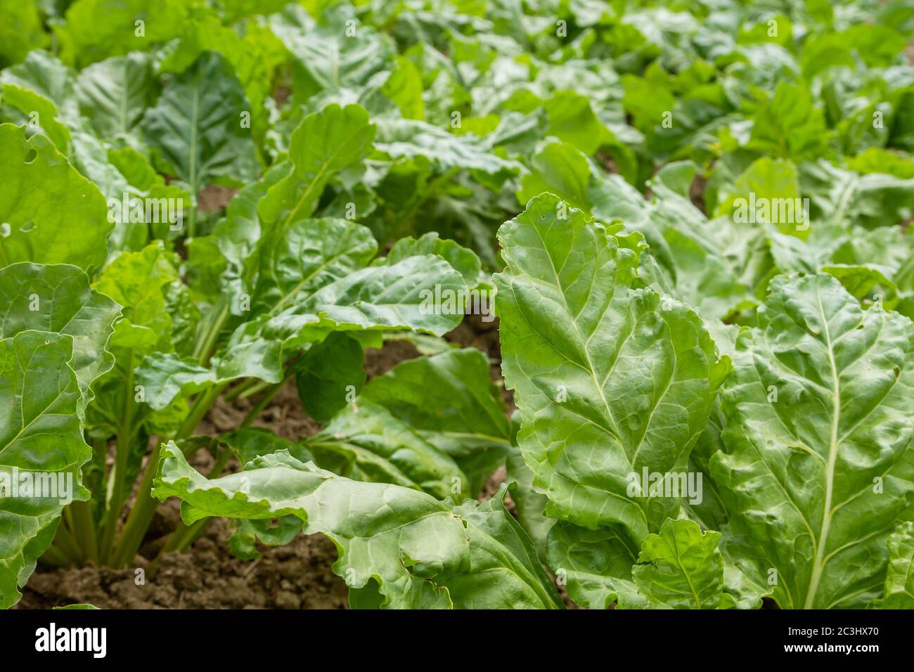 Beta vulgaris plants growing in the vegetable garden Stock Photo - Alamy