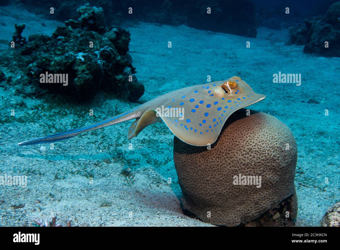 Blue-spotted Ribbon-tail Ray Stock Photo - Alamy