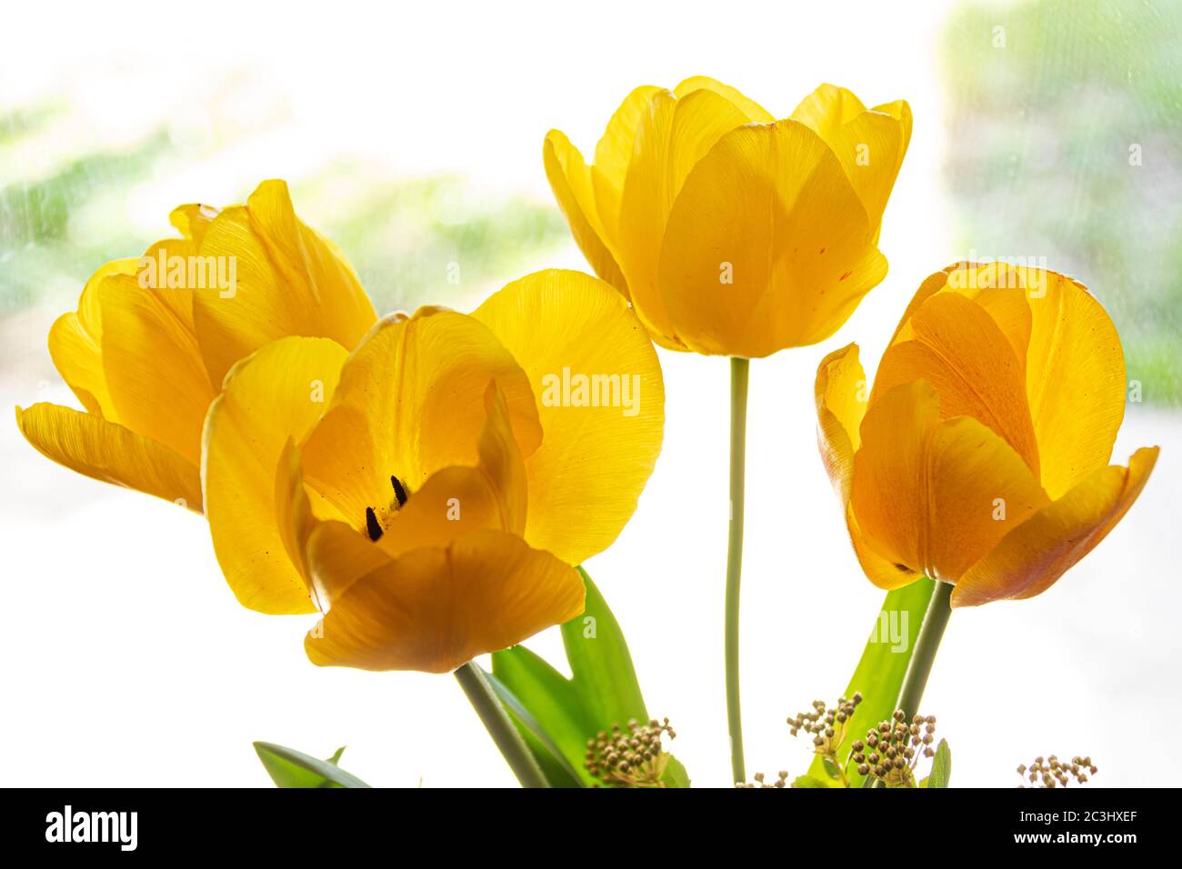 Separation petal yellow hi-res stock photography and images - Alamy